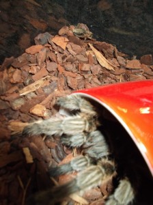 How to care for a Chilean Chile rose tarantula – Stuart Briggs